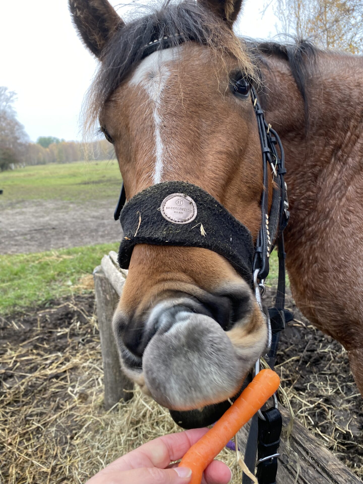 Helt til hest hos Amager Voksenridetur i efteråret farver - Taking a bite